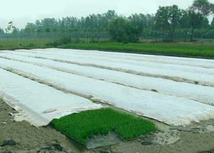 Spunbond Non Woven Agriculture Cover Fabric , Landscape PP Fabrics for ...